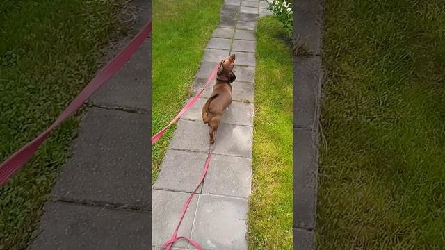 Зачем собаке поводок