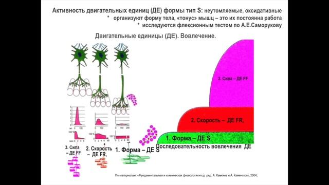 Сколиоз. Выпрямляться мышцами всего туловища или только спиной?  СПБ-ВРН 2018