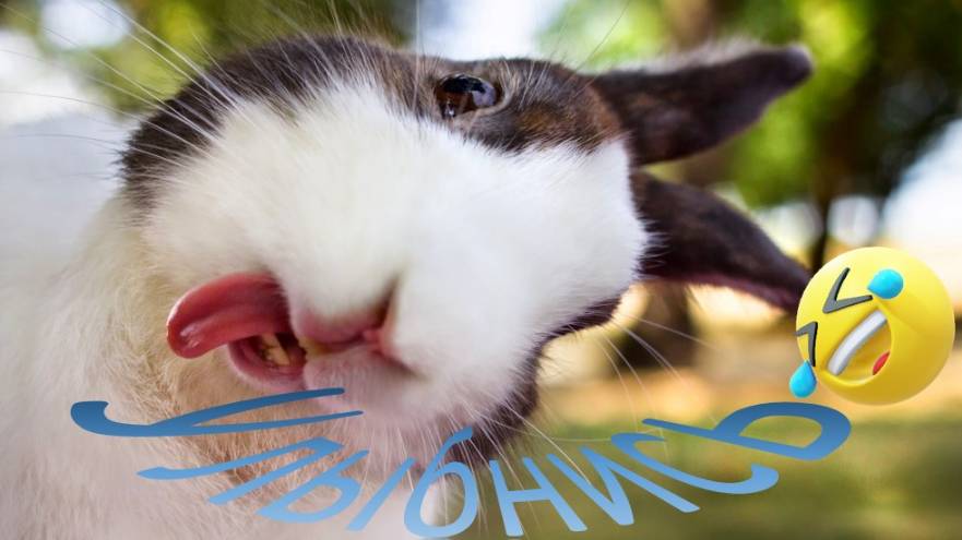 ОТХОДНИ. Подборка приколов. Ноябрь 2024 (1)