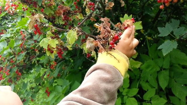 Ксюша и красная смородина - 07.07.2015