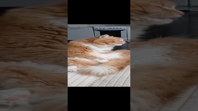 Марс котик облизывается