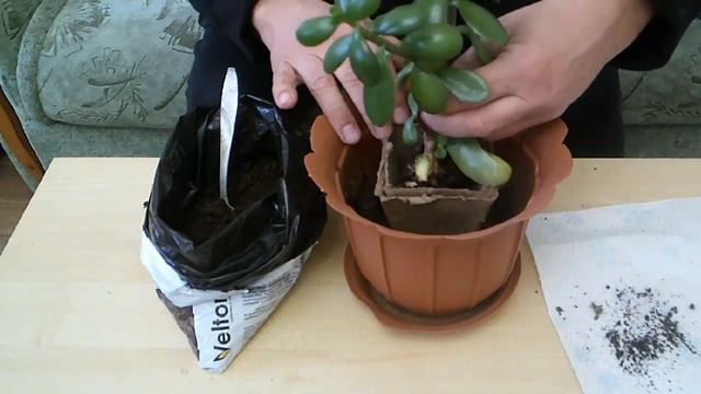 Как  посадить цветок сразу  в горшок побольше.mp4