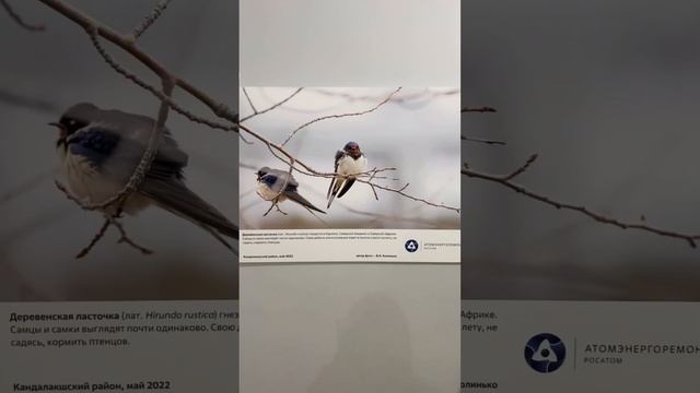 Кандалакшский заповедник в фотографиях. #интересное #животные