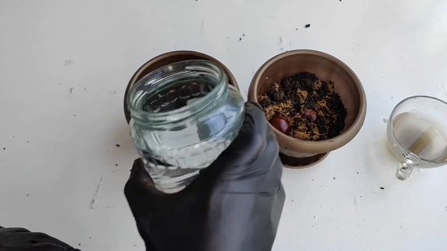 Посадка конского каштана и дуба европейского. История и поверья. Часть 1