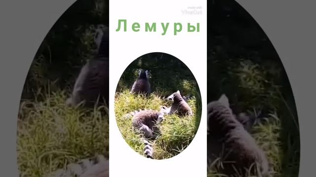 Лемуры