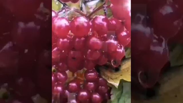 Рәмил Туйсин - Йырым һеҙгә, дуҫтарым! ❤💐🌹