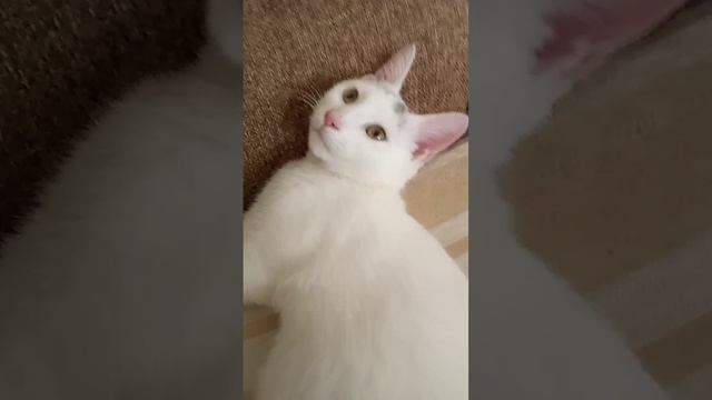 Кот Вадим лежит в спокойной обстановке.