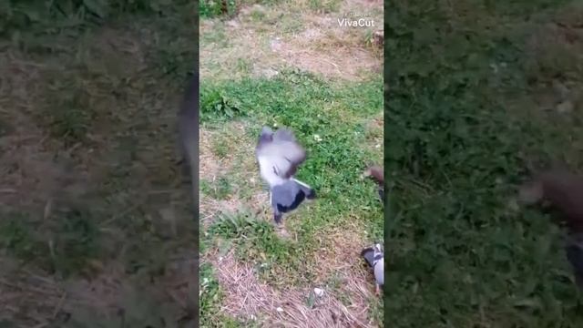 Крыса и голуби