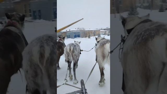 Наши дети в Новогодней Воркуте 2023-24г. Часть 2.