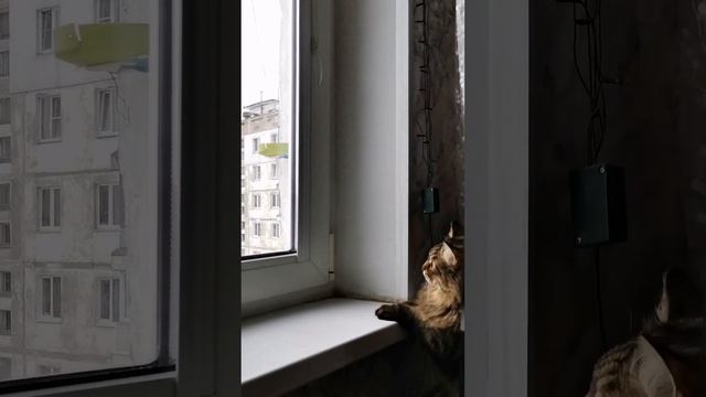 Котик Пушок и его друзья синички