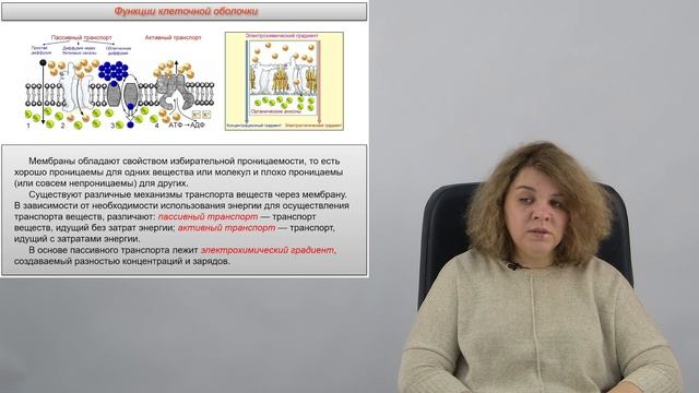 клеточная оболочка