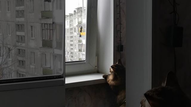 Котик наблюдает за синичками