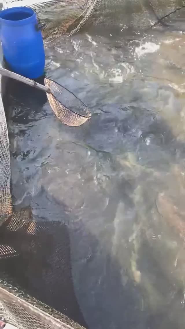 начинаем реализацию форели 2024.09.12