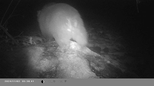 Тянь-шанский бурый медведь[1] лат. Ursus arctos isabellinus)