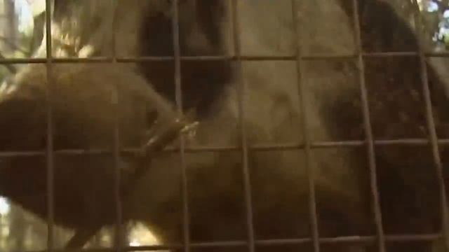 И опять Австралия! Они умоляют УБИВАТЬ этих животных