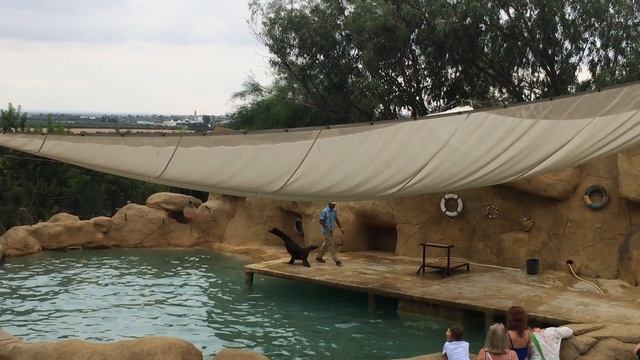 Морской котик. Зоопарк в Тунисе.
