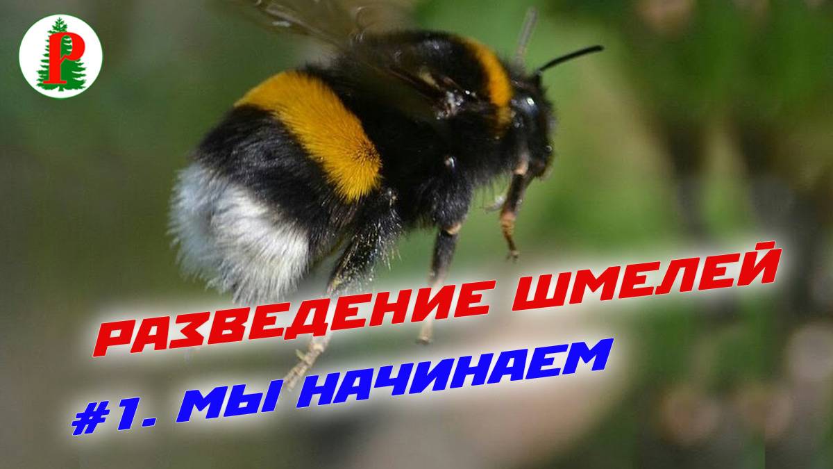 Разведение шмелей  Мы начинаем!