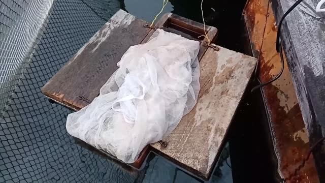 инкубация икры форели в инкубационном ящике 2022.04.30