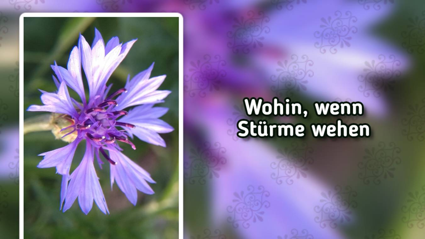 Wohin, wenn Stürme wehen (-)