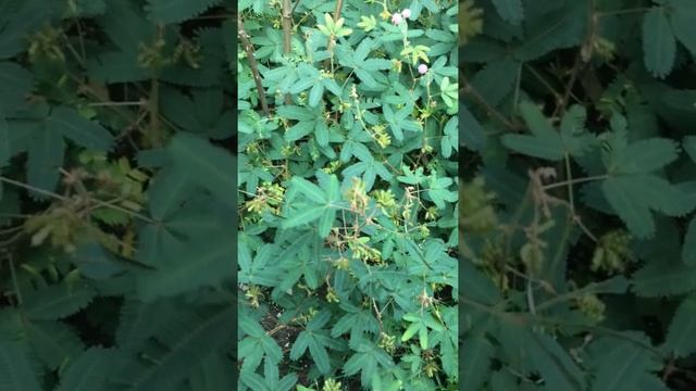 Мимоза настоящая. Сухум. Ботанический сад. #SHORTS