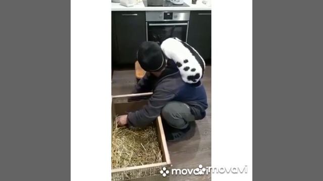 Ну очень наглый кролик