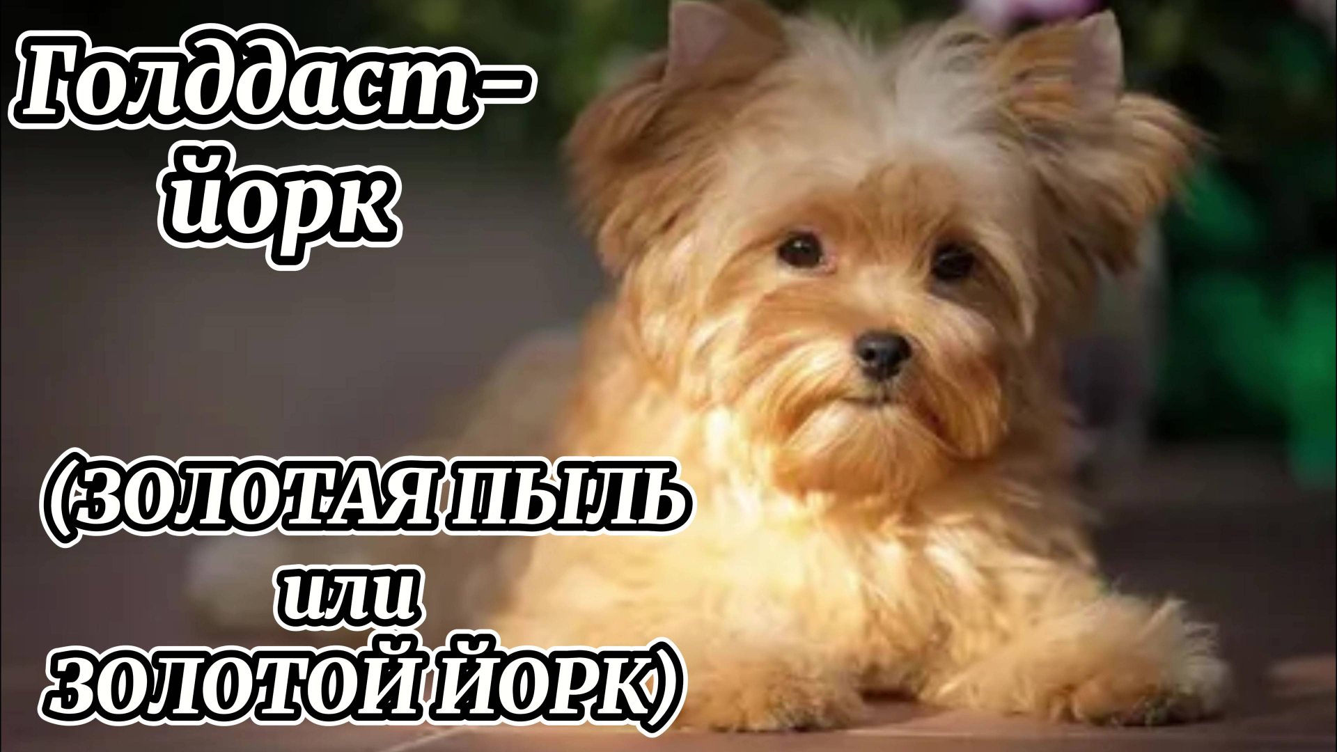 Голддаст-йорк или золотая пыль он же золотой йорк #йоршскийтерьер#породысобак#маленькиепородысобак