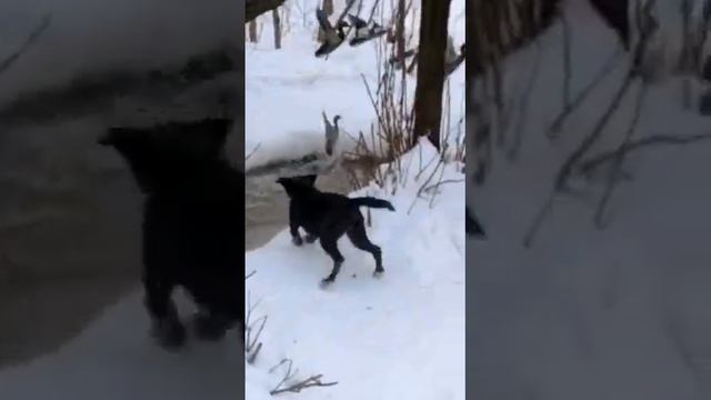 Снова на охоту!