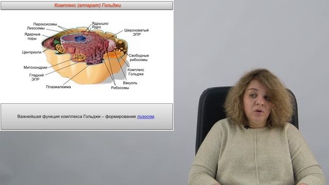 Циотоплазма. Одномембранные органоиды