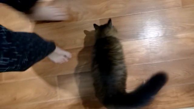 У кота после игры с ногами, поехали мозги