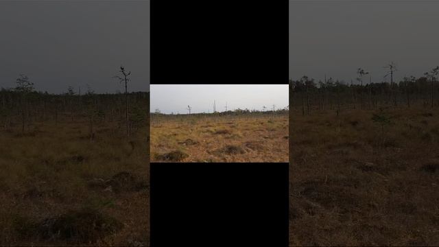 Встреча с медведем в лесу#природа