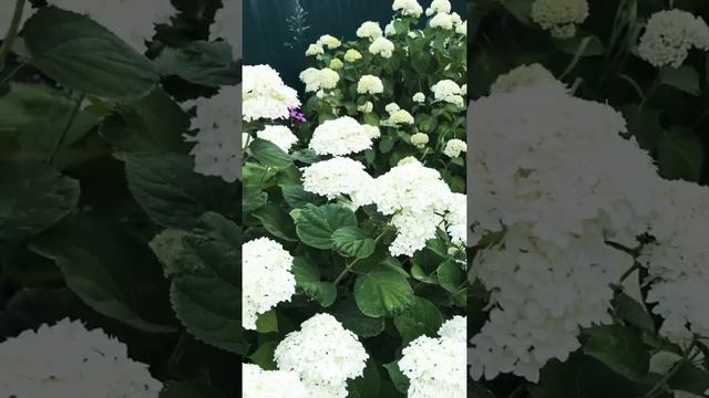 Цветущая гортензия. Летние цветы.