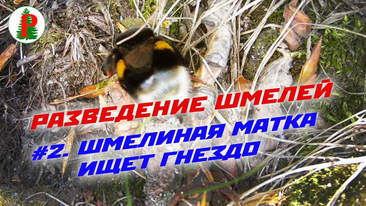 Шмелиная матка ищет гнездо