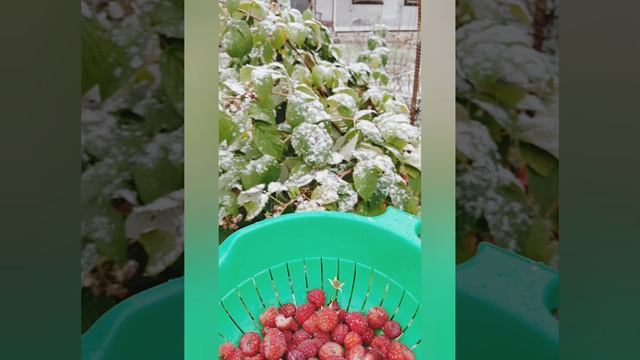 Ягода-малина👌❄️