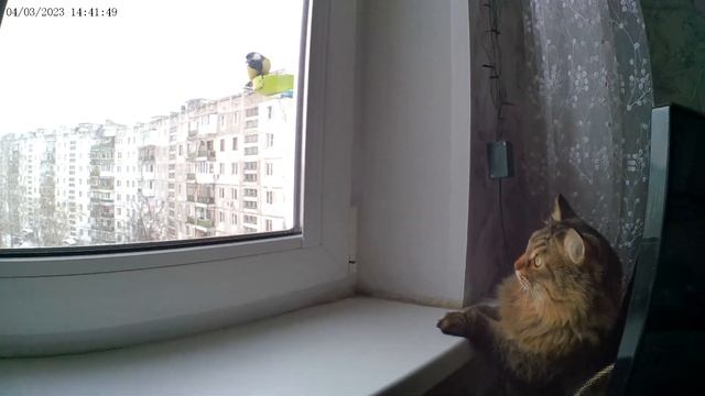 Синички и котик. Снято с экшен камеры Digma 520