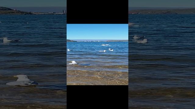 А вы видели, как чайки ловят рыбку?