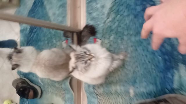 сражение против кошки