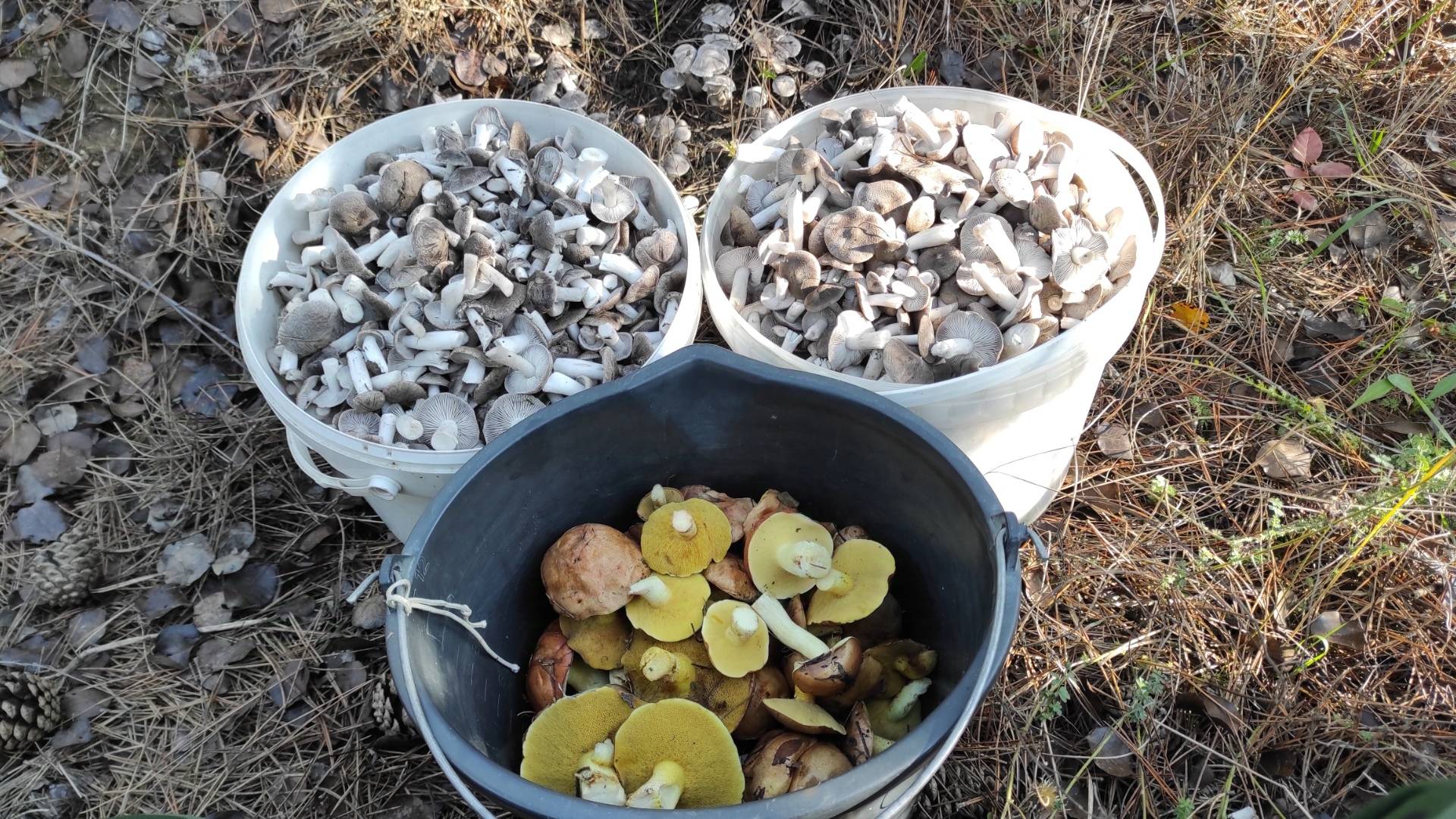 Продолжается сбор грибов в Крыму, грибы землисто серая рядовка или мышата а ещё маслята