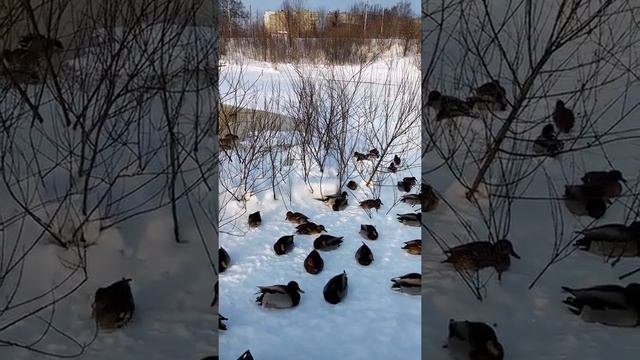 Городские утки. Кормим уточек. Утки на речке. SHORTS.