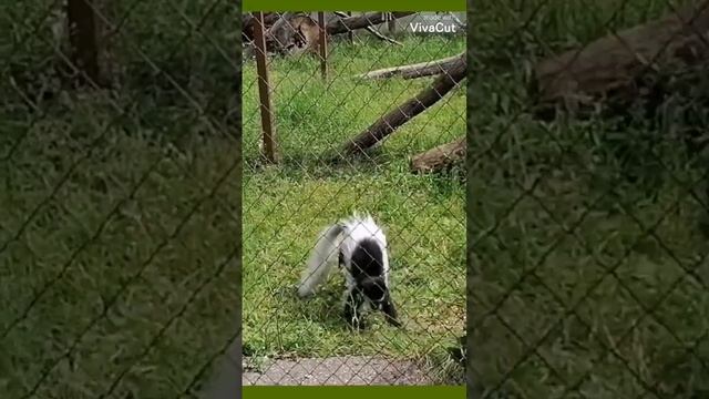 Пермский зоопарк. Восточный КОЛОБУС.
