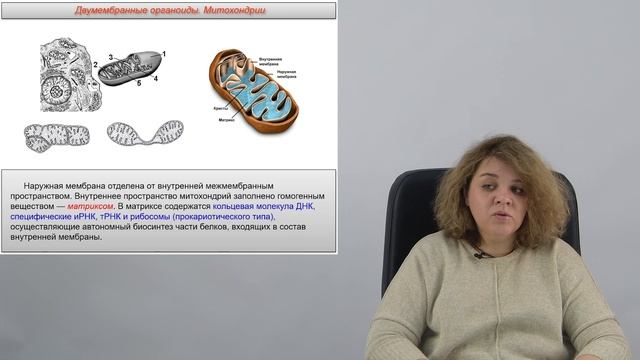 Немембранные и двумембранные органоиды