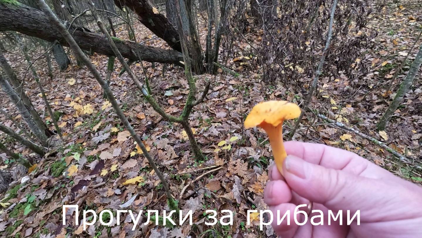 Прогулки за грибами.  Последние грибы 1 ноября в Латвии.