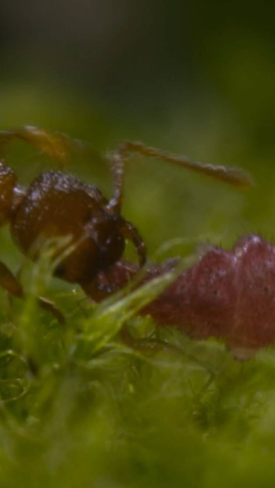 Как гусеница обхитрила муравьев.