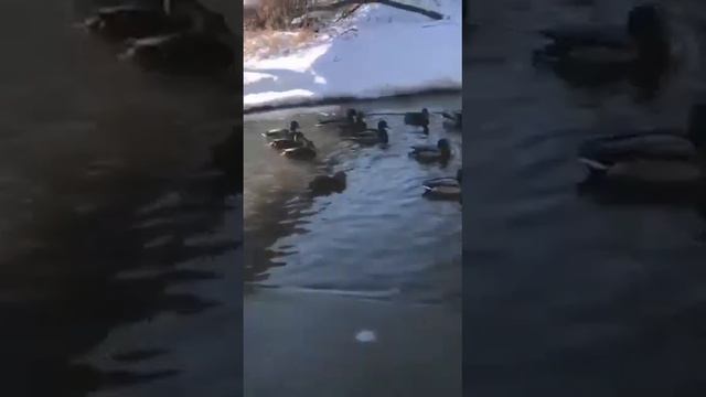 Охота на уток