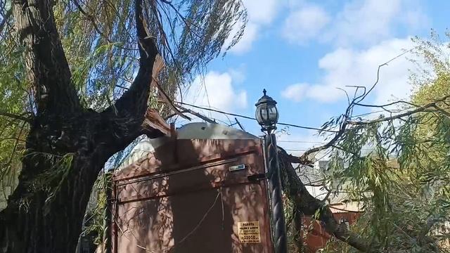 Ураган в Ростове-на-Дону. Упало полдерева. 2 ноября 2024
