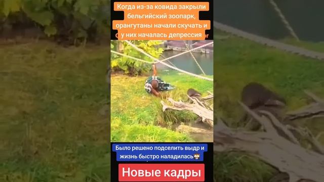 Выдры сделали жизнь орангутанов невыносимо веселой!