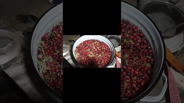 Хранение клюквы