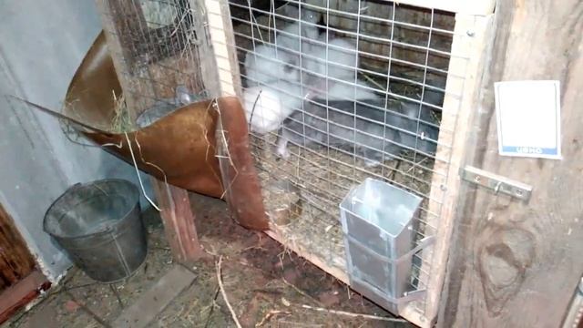 Чем кормить кроликов. Садим на откорм часть 1