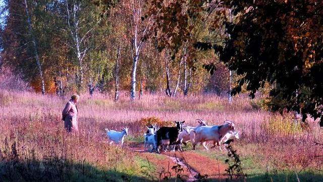 Осеннее настроение. Часть 16. #Short video