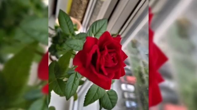 За окном Осень, а у меня Весна!;)