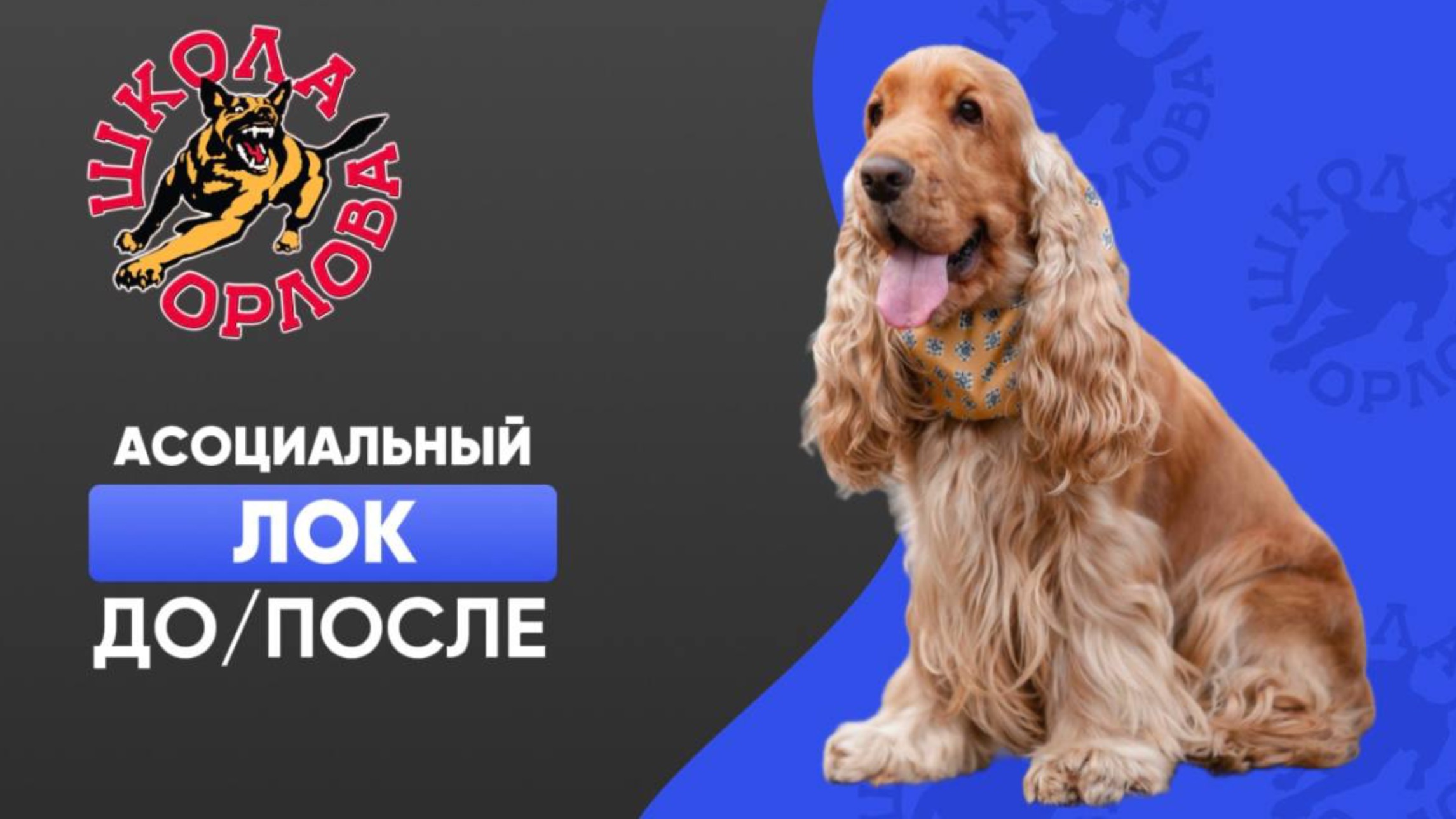 Как жизнь собаки изменилась на ДО и ПОСЛЕ